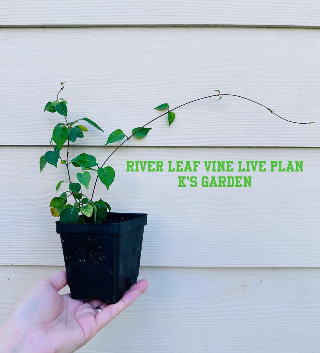 6-30 Inch River Leaf Vine Live Plants, Cây Lá Giang - Etsy