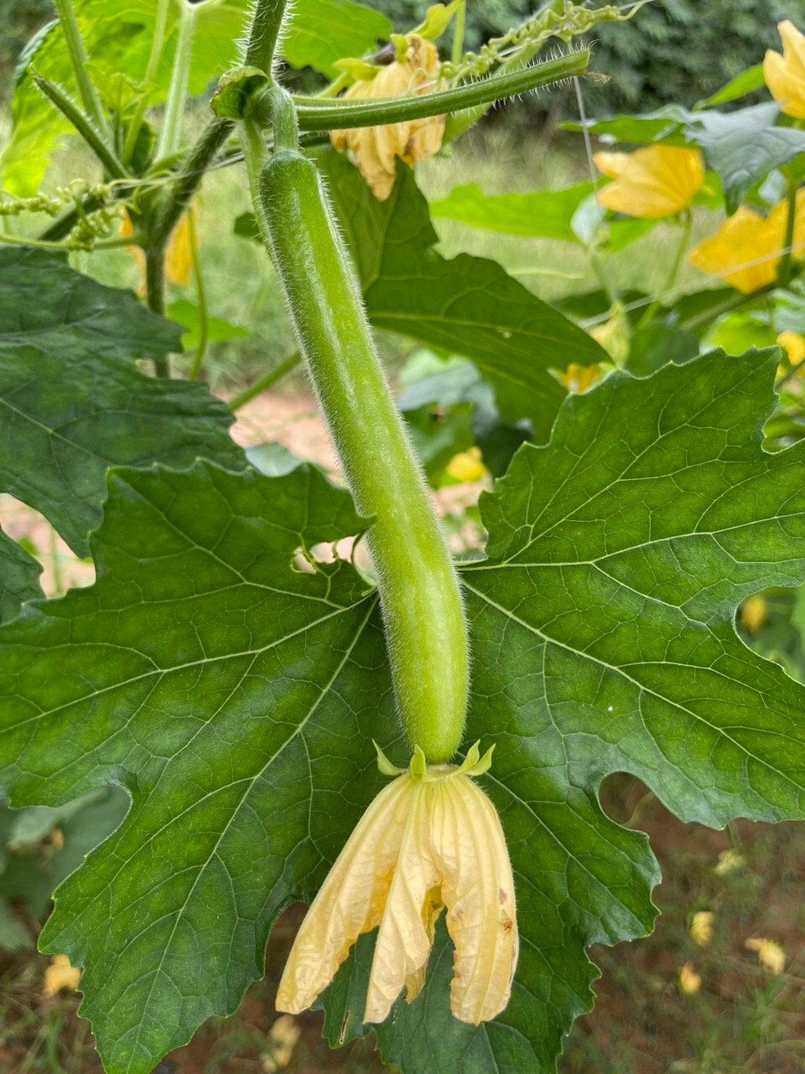Fuzzy Gourd Seeds, Hairy Gourd, Jointed Gourd, Hạt Giống Bí Đao Chanh ...