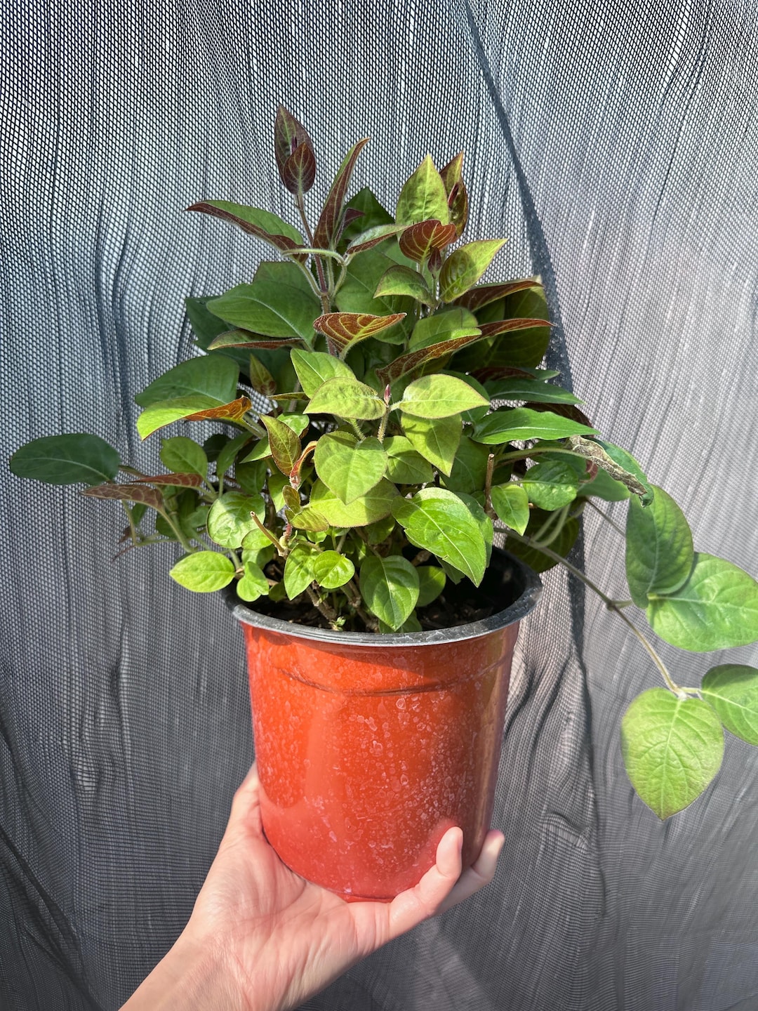 Stink Vine, Cây Lá Mơ Vn,paideria Lanuginosa, 1 Live Plant - No Pot ...
