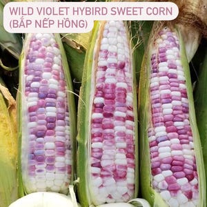 Corn Seeds (waxy Corn, White Extra Stick, Wild Violet Hybrid, Ruby Red ...