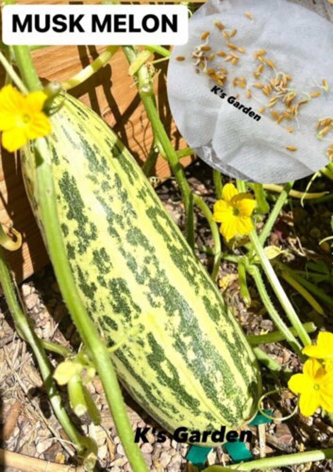 Musk Melon Seeds, Hạt Giống Dưa Gang Dẻo, 甜瓜 98% Germination Rate, New ...