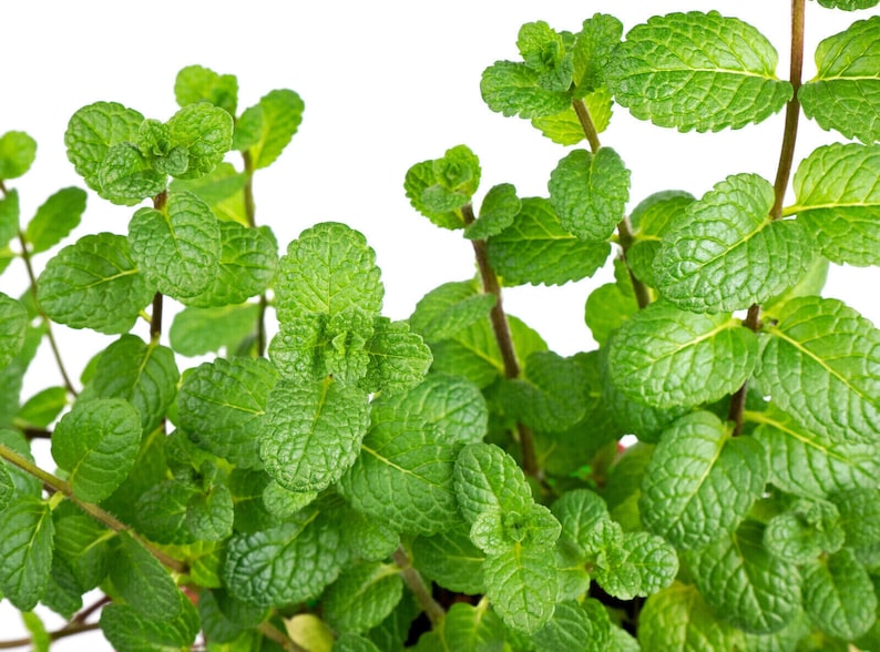 Peppermint Herb Seeds, Hạt Giống Rau Húng Lũi, ペパーミント, 薄荷, 박하, Menta ...
