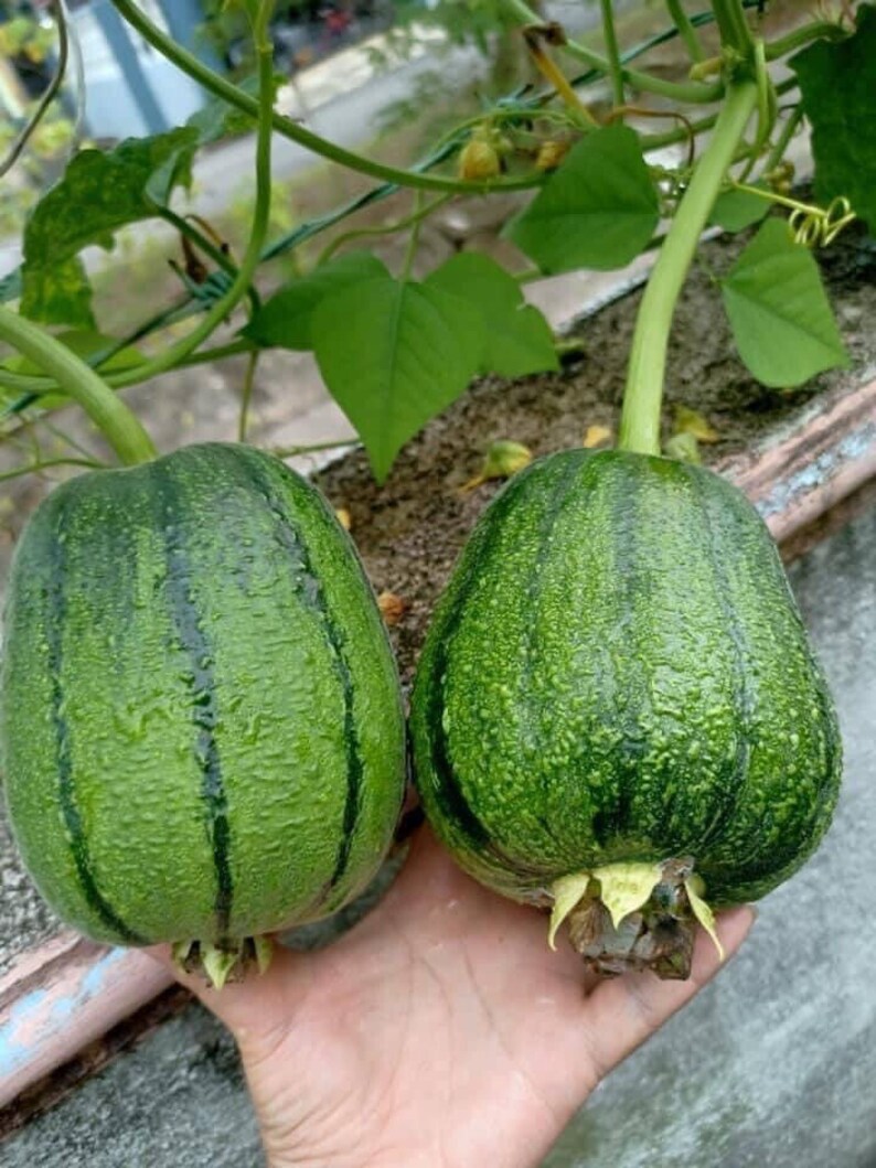 Taiwanese Apple Luffa F1 Super Sweet Seeds 蘋果絲瓜 Hạt Giống - Etsy