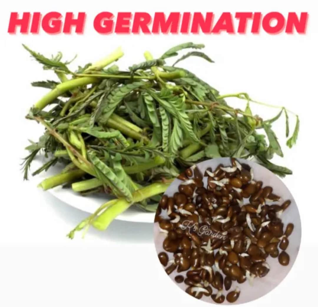 Water Mimosa Vegetable Seeds, Hạt Rau Nhút (98% Germination Rate) - Etsy