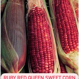 Corn Seeds waxy Corn, White Extra Stick, Wild Violet Hybrid, Ruby Red ...