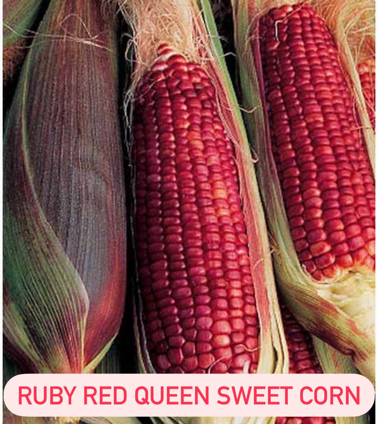 Corn Seeds waxy Corn, White Extra Stick, Wild Violet Hybrid, Ruby Red ...