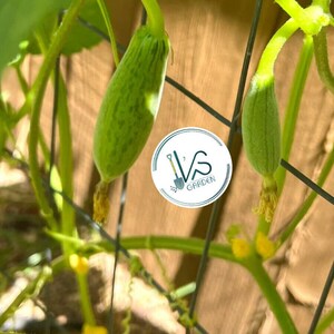 Musk Melon Seeds, Hạt Giống Dưa Gang Dẻo, 甜瓜 98% Germination Rate, New ...