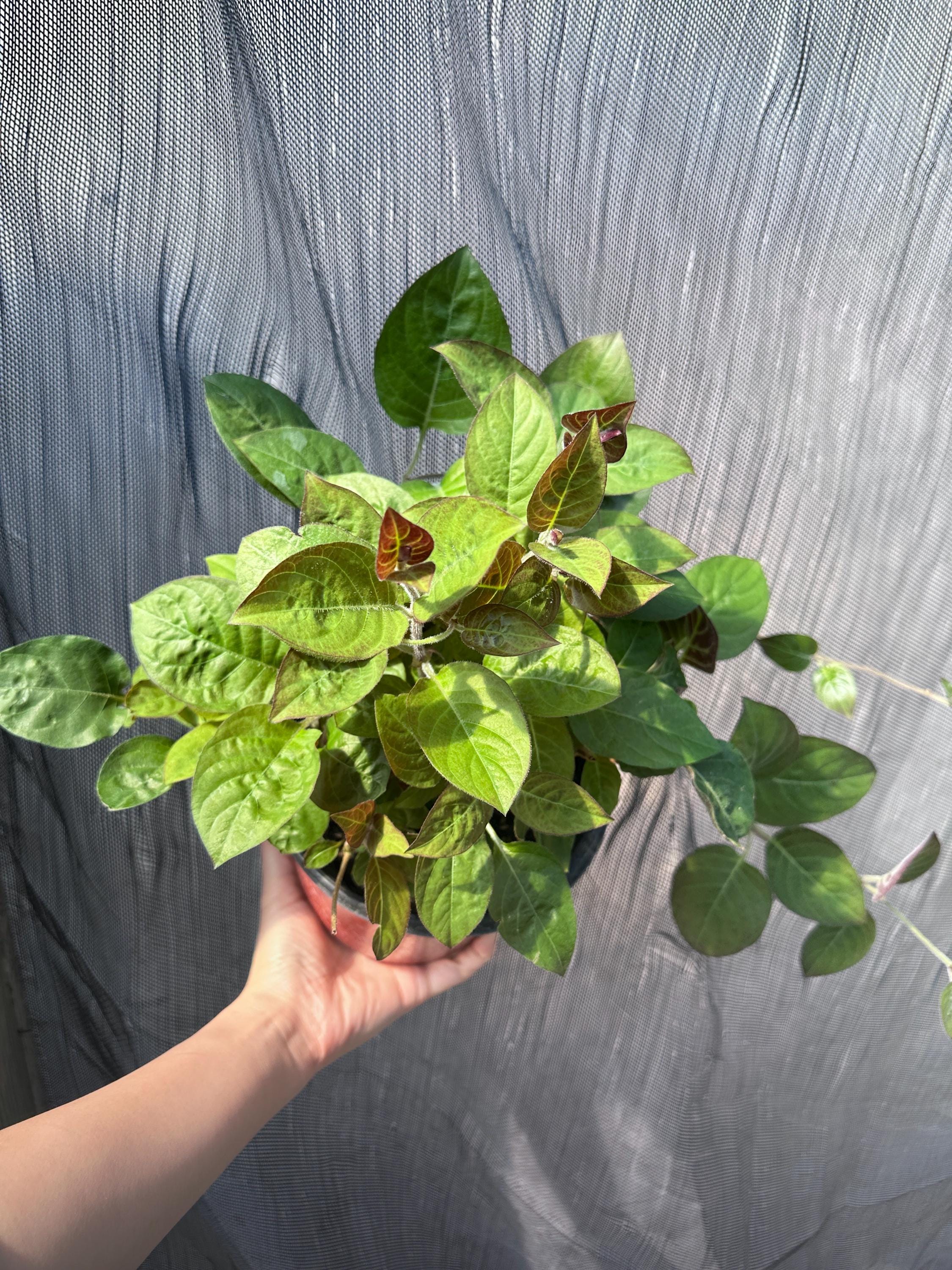 Stink Vine, Cây Lá Mơ Vn,paideria Lanuginosa, 1 Live Plant - No Pot ...