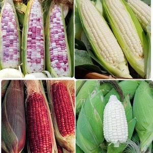 Corn Seeds (waxy Corn, White Extra Stick, Wild Violet Hybrid, Ruby Red ...
