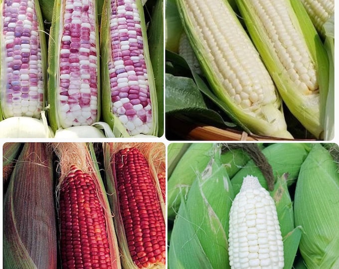 20 Round White Sticky Waxy Corn Glutinous Organic Sweet Corn Seeds Bắp ...