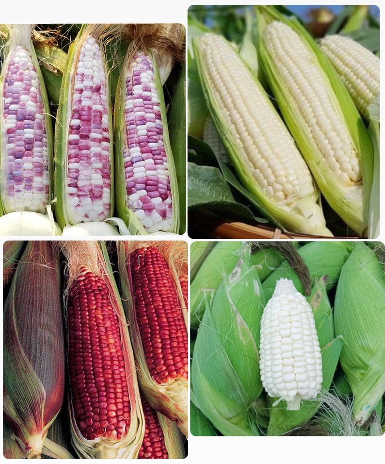 Corn Seeds waxy Corn, White Extra Stick, Wild Violet Hybrid, Ruby Red ...