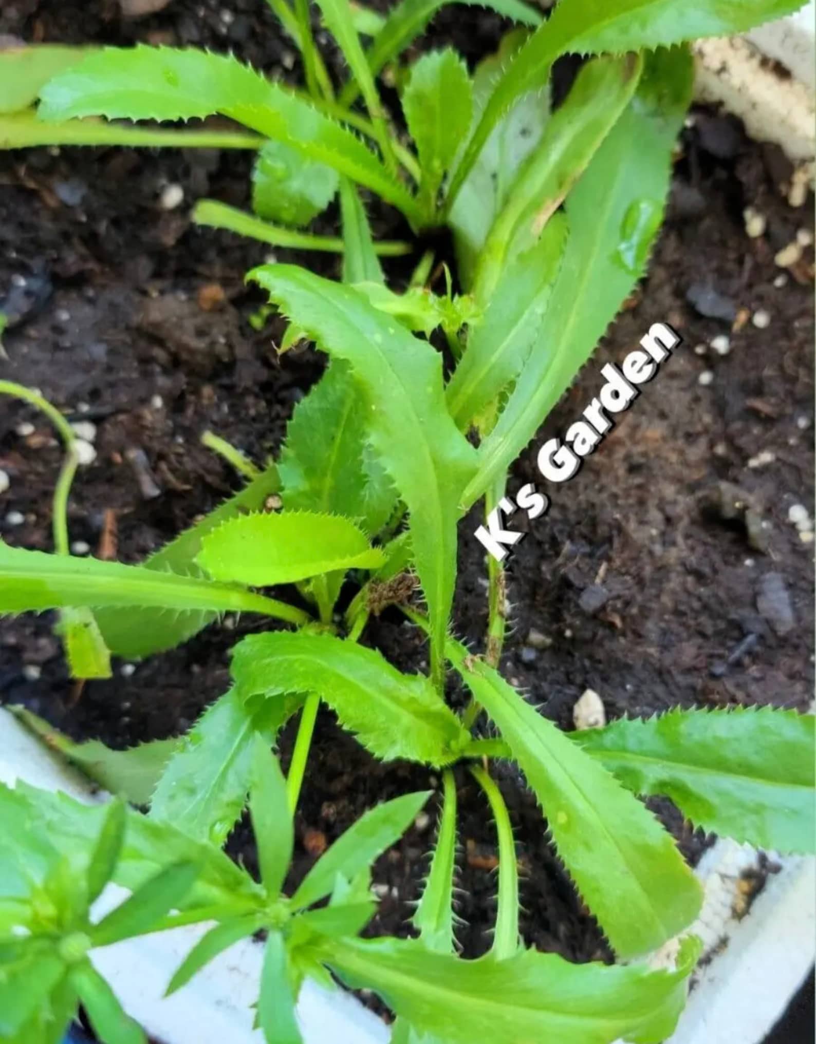 Culantro Seeds - Ngò Gai - Mexican Coriander - 庫蘭特羅 - Puerto Rican ...