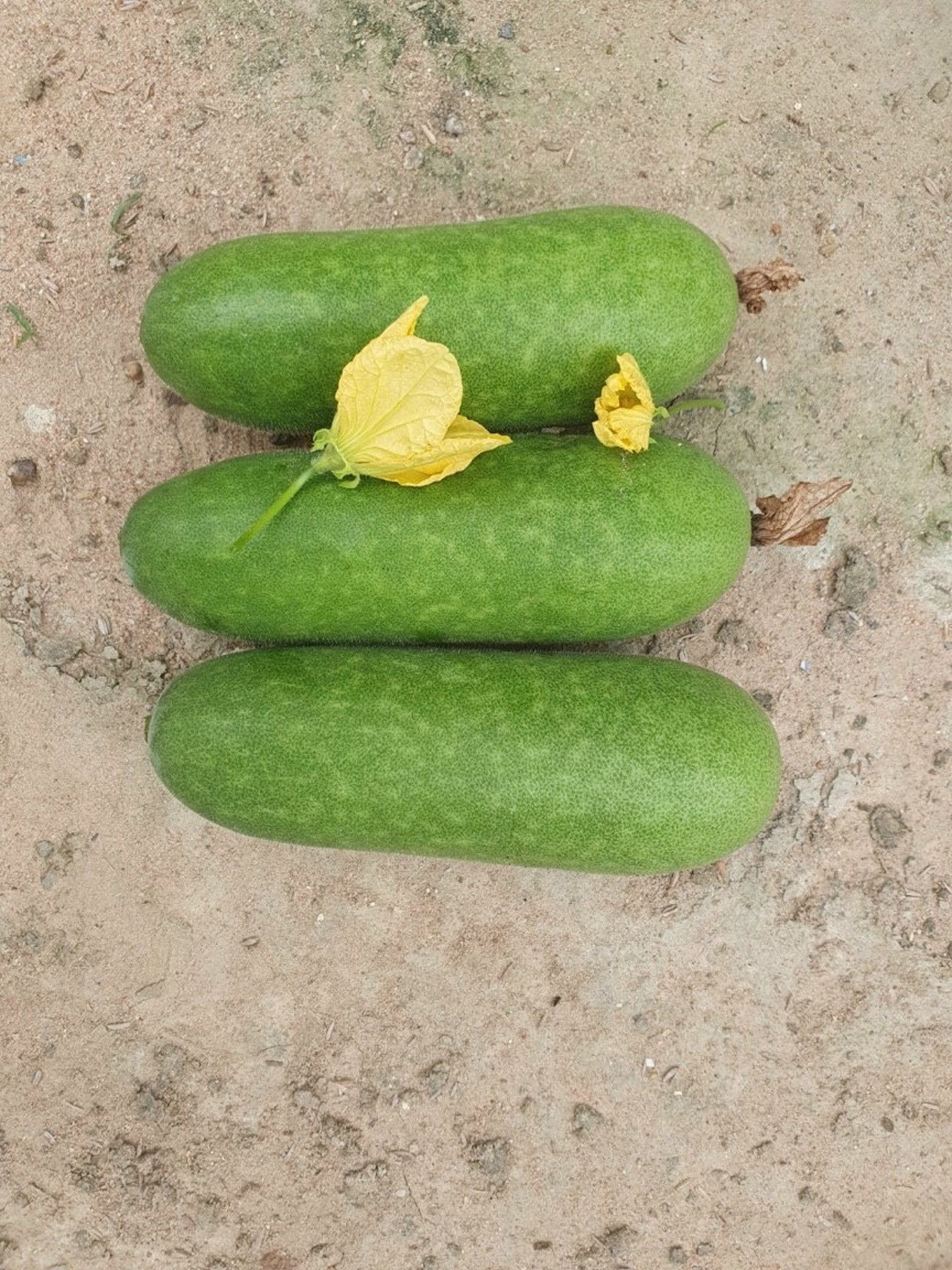 Fuzzy Gourd Seeds, Hairy Gourd, Jointed Gourd, Hạt Giống Bí Đao Chanh ...