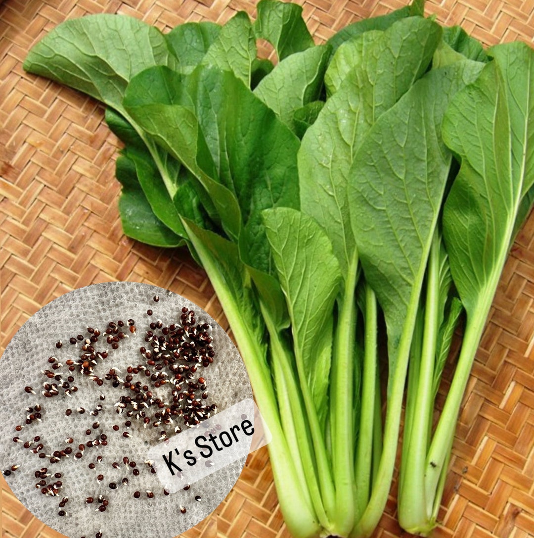 Choy Gum, Yu Choy, Chinese Flowering Cabbage Seeds, Hạt Giống Cải Ngọt ...