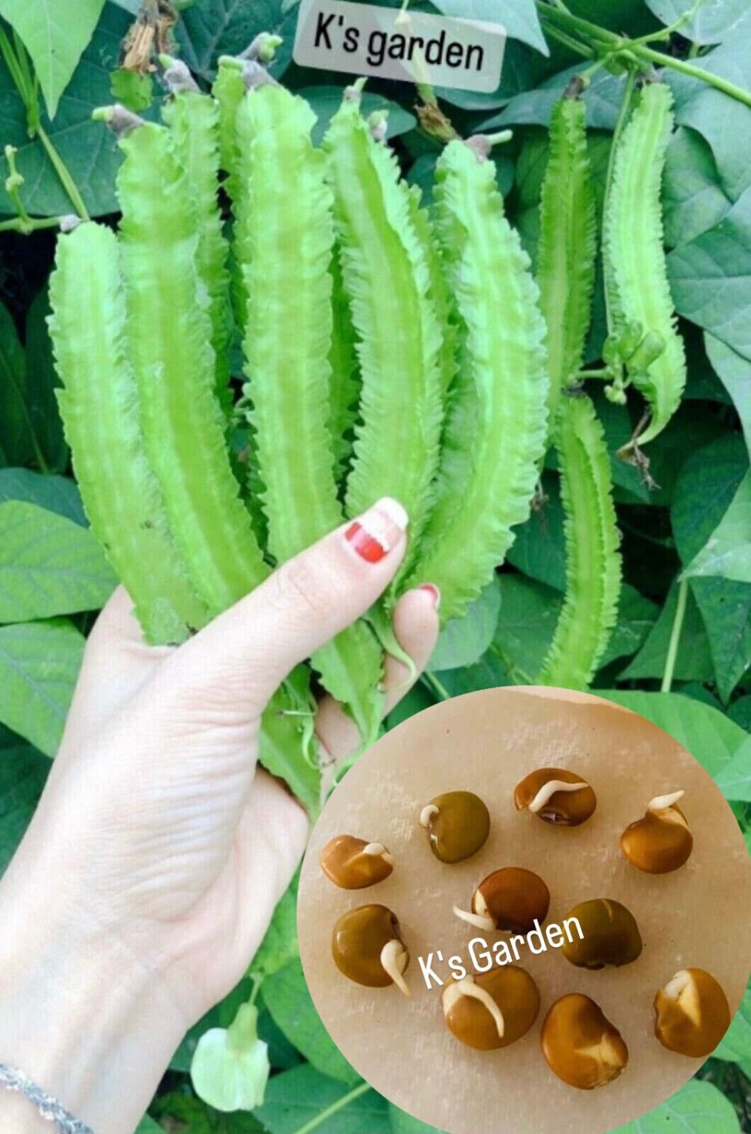 Winged Bean Seeds Dragon Bean Hạt Giống Đậu Rồng 35 Pcs - Etsy