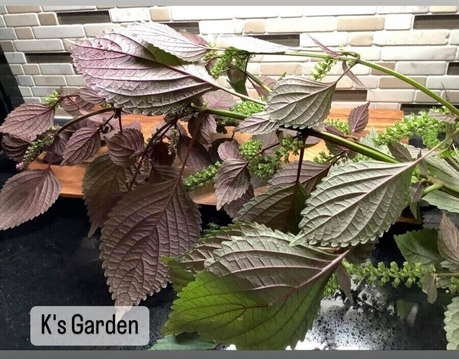 Shiso, Perilla, Zisu, Japanese Basil Seeds, Hạt Giống Tía Tô, 紫蘇, 들깨 ...