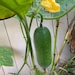 Fuzzy Gourd Seeds, Hairy Gourd, Jointed Gourd, Hạt Giống Bí Đao Chanh ...