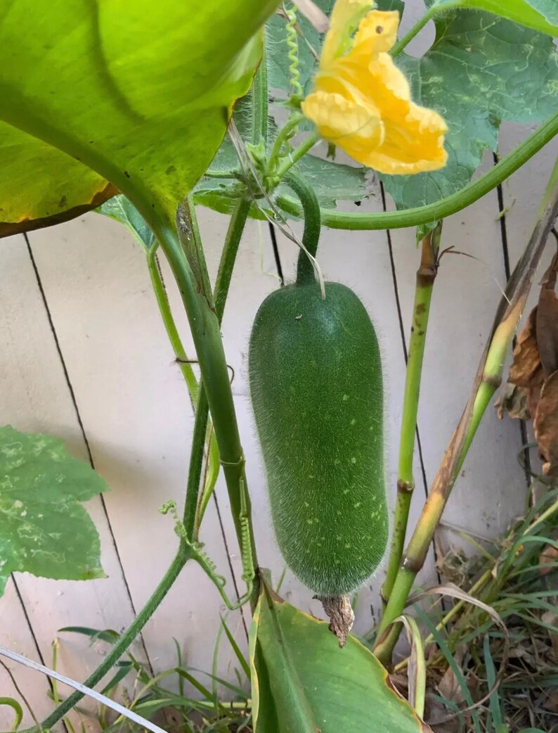 Fuzzy Gourd Seeds Hairy Gourd Jointed Gourd Hạt Giống Bí - Etsy