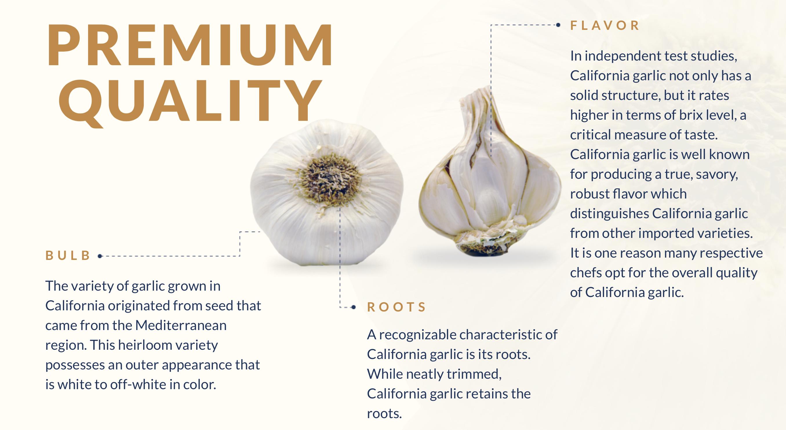 Premium California Colossal Fresh Garlic Bulbs - for Planting, Growing ...