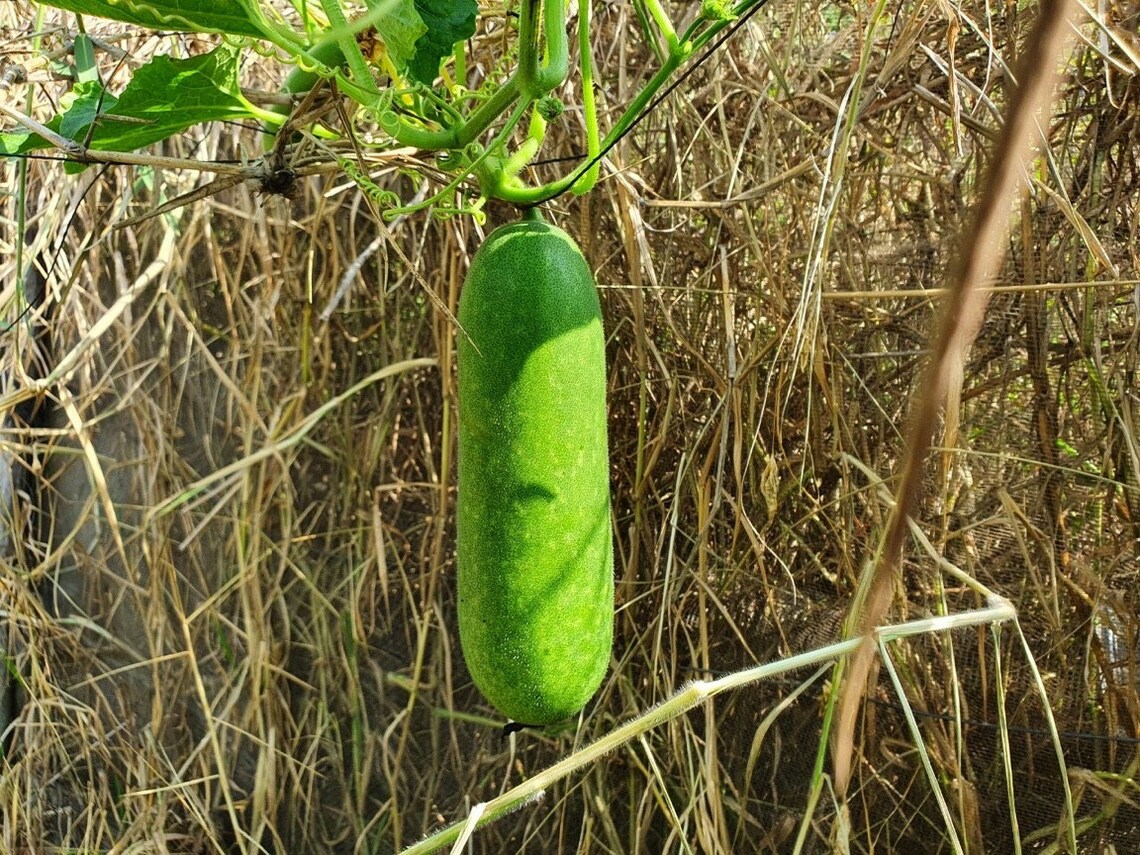 Fuzzy Gourd Seeds, Hairy Gourd, Jointed Gourd, Hạt Giống Bí Đao Chanh ...