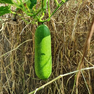 Fuzzy Gourd Seeds, Hairy Gourd, Jointed Gourd, Hạt Giống Bí Đao Chanh ...