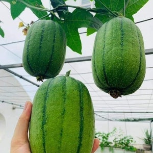 Taiwanese Apple Luffa F1 Super Sweet Seeds, 蘋果絲瓜, Hạt Giống Mướp Táo ...