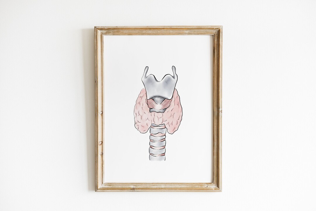 Thyroid Gland Anatomy/ Medical Student Gift Idea/ Endocrinology/ Clinic ...