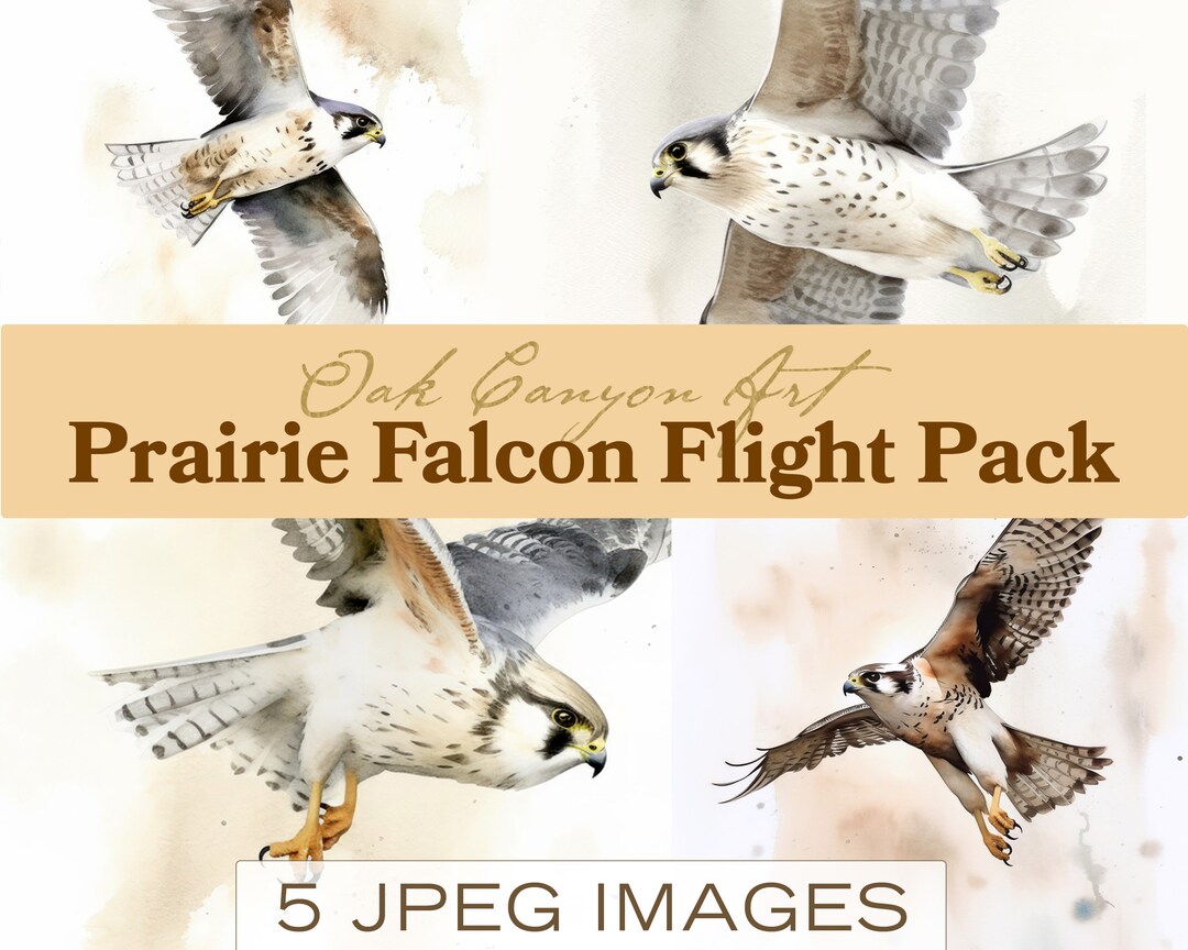 Prairie Falcon, 5 Jpegs, Bird Printable, Watercolor Wall Art Print ...