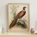 Pheasant Vintage Printable Wall Art for Living Room Bird Watercolor ...