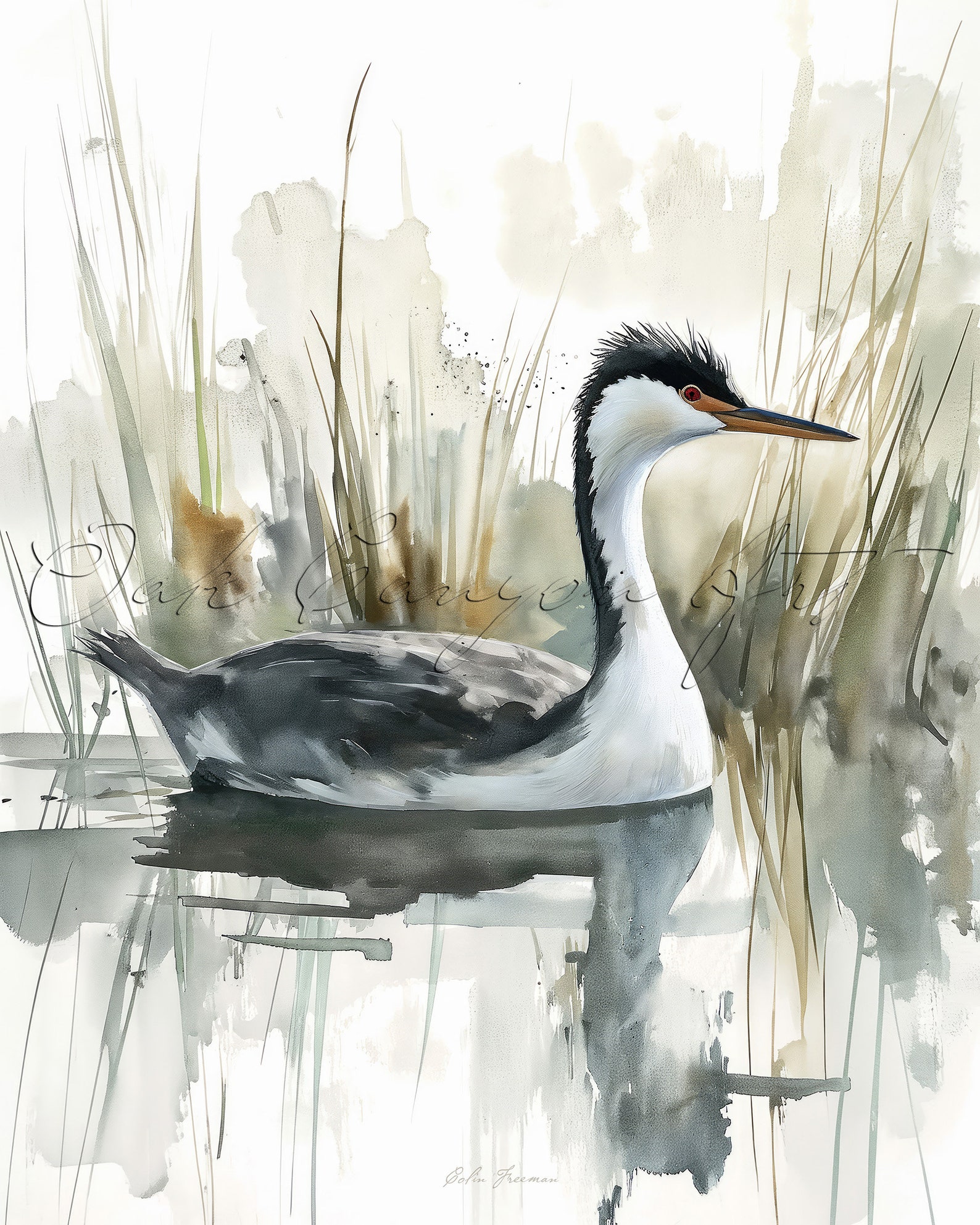 Western Grebe Bird Printable Wall Art for Living Room Bird Watercolor ...