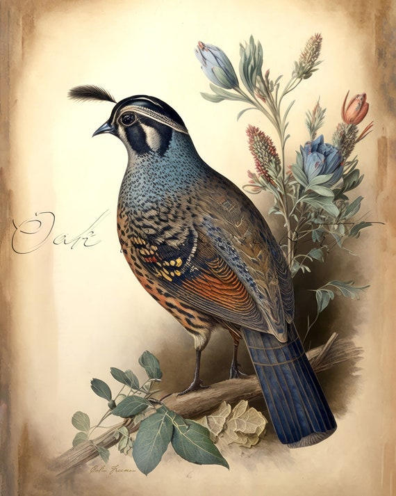 Indian Quail Art