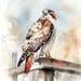 Red Tailed Hawk Digital Download Bird Printable Wall Art Watercolor ...