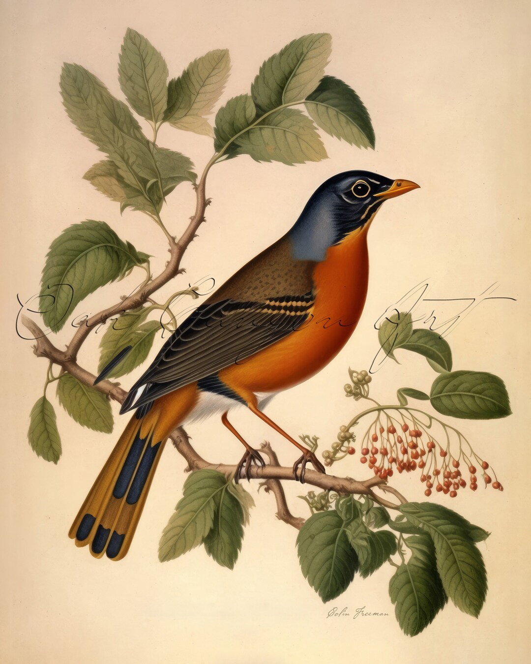 American Robin Vintage Bird Printable Wall Art for Living Room Bird ...