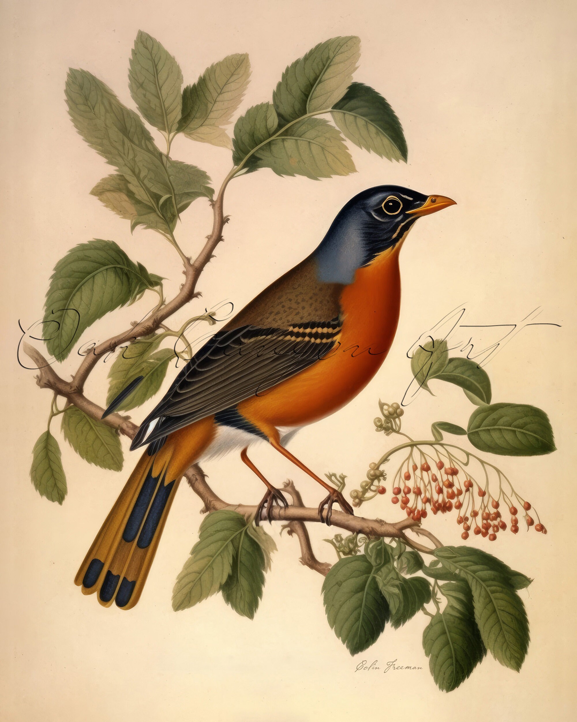 American Robin Vintage Bird Printable Wall Art for Living Room Bird ...