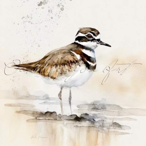 Watercolor Killdeer - Etsy