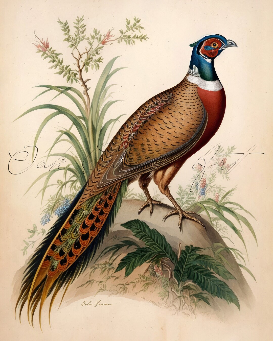 Pheasant Vintage Printable Wall Art for Living Room Bird Watercolor ...