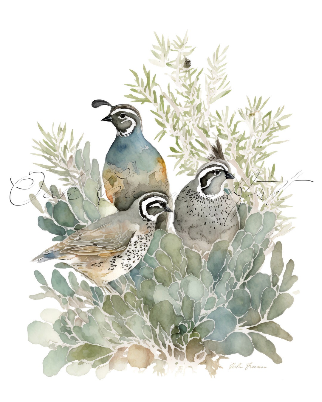 California Quail Printable Wall Art for Living Room Bird Painting ...