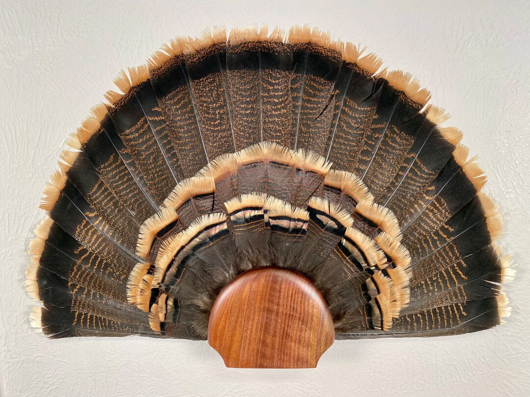 Upland BIRD TAIL FAN Mounter – Walnut, Size Large (turkey) - Etsy