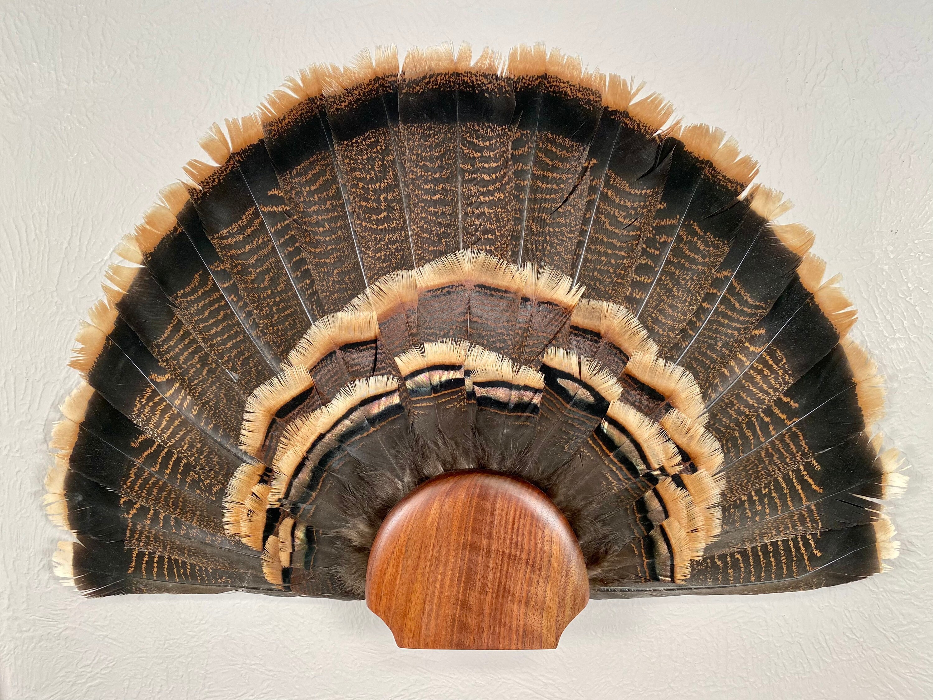 Turkey Tail Fan Logo