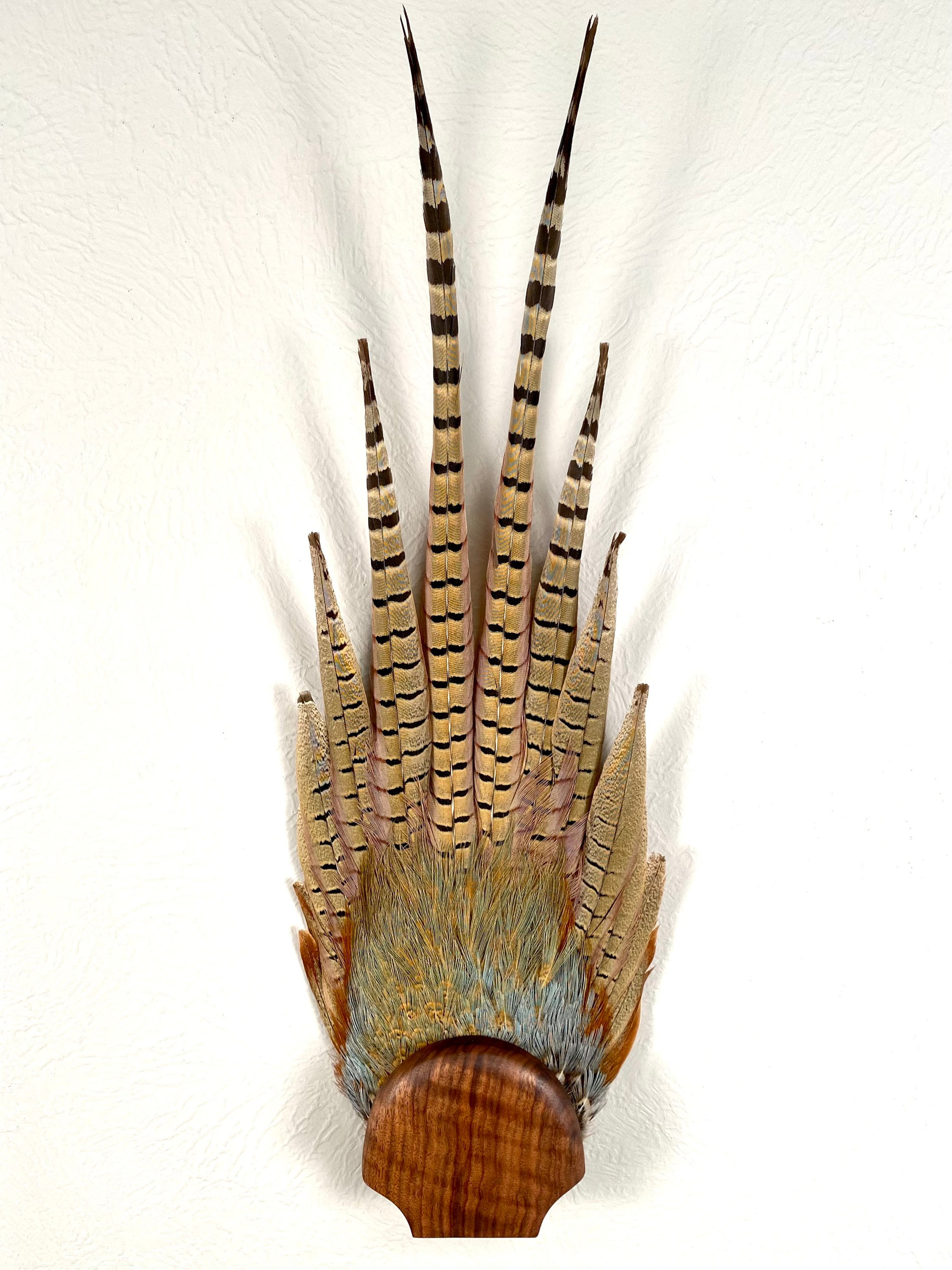 Upland BIRD TAIL FAN Mounter Walnut, Size Medium pheasant - Etsy