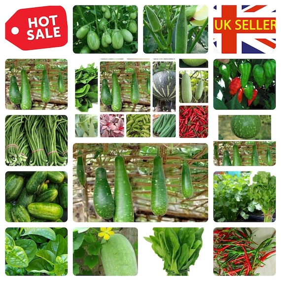 Buy High Quality Vegetable Seeds indian Asian Thai Bangladeshi Vegetable Seeds 2024 Online in India Etsy