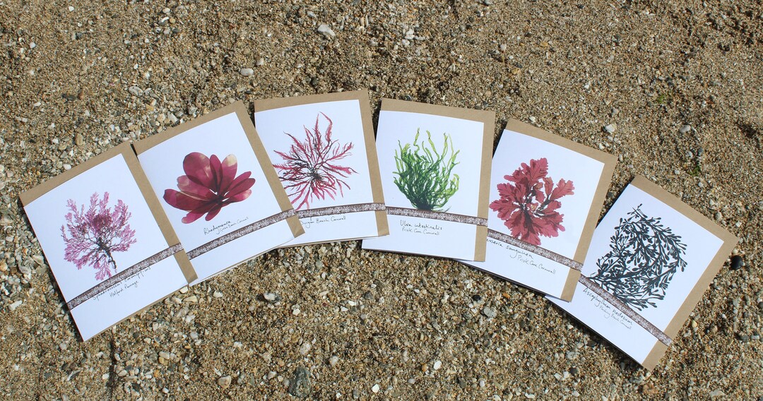A Pack of 6 Hand Pressed Cornish Seaweed Cards From Beaches Around ...