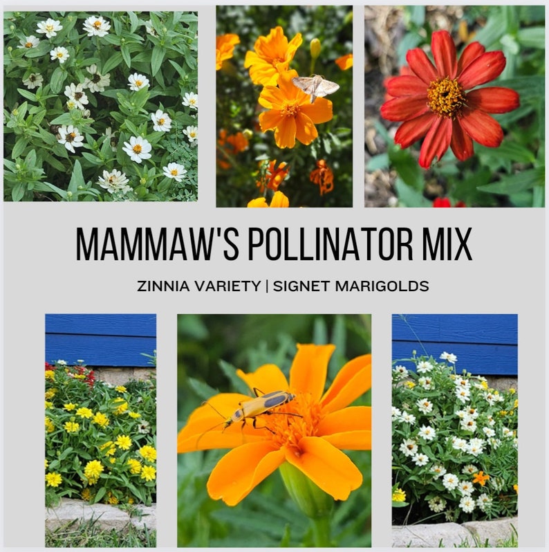Pollinator Seed Mix - Etsy