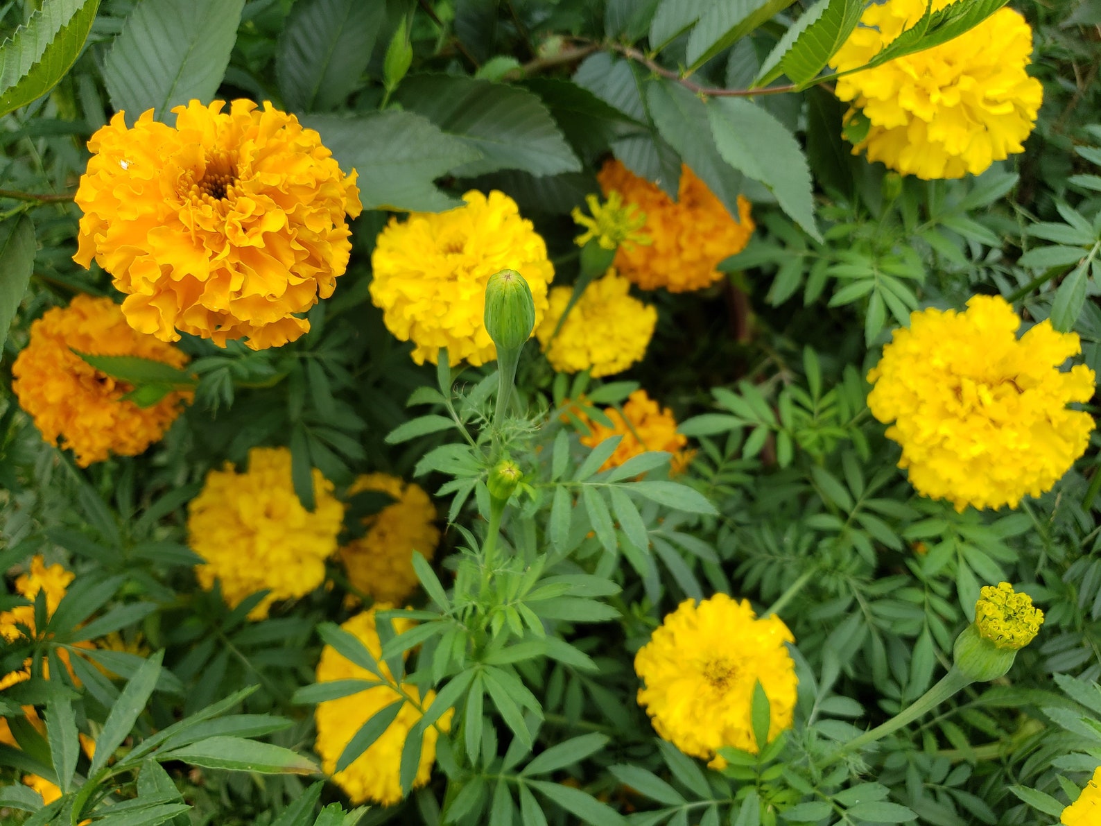 Mexican Marigold Seeds Tagetes - Etsy