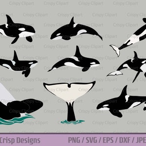 Orca SVG, Killer Whales Clipart, Marine Mammals Cut File, Ocean Life ...