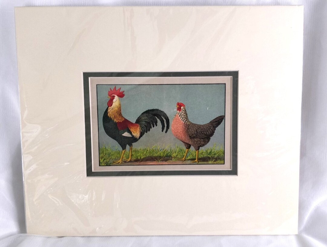1890 Lithograph of Red Leghorn Chickens Colorful Artwork - Etsy