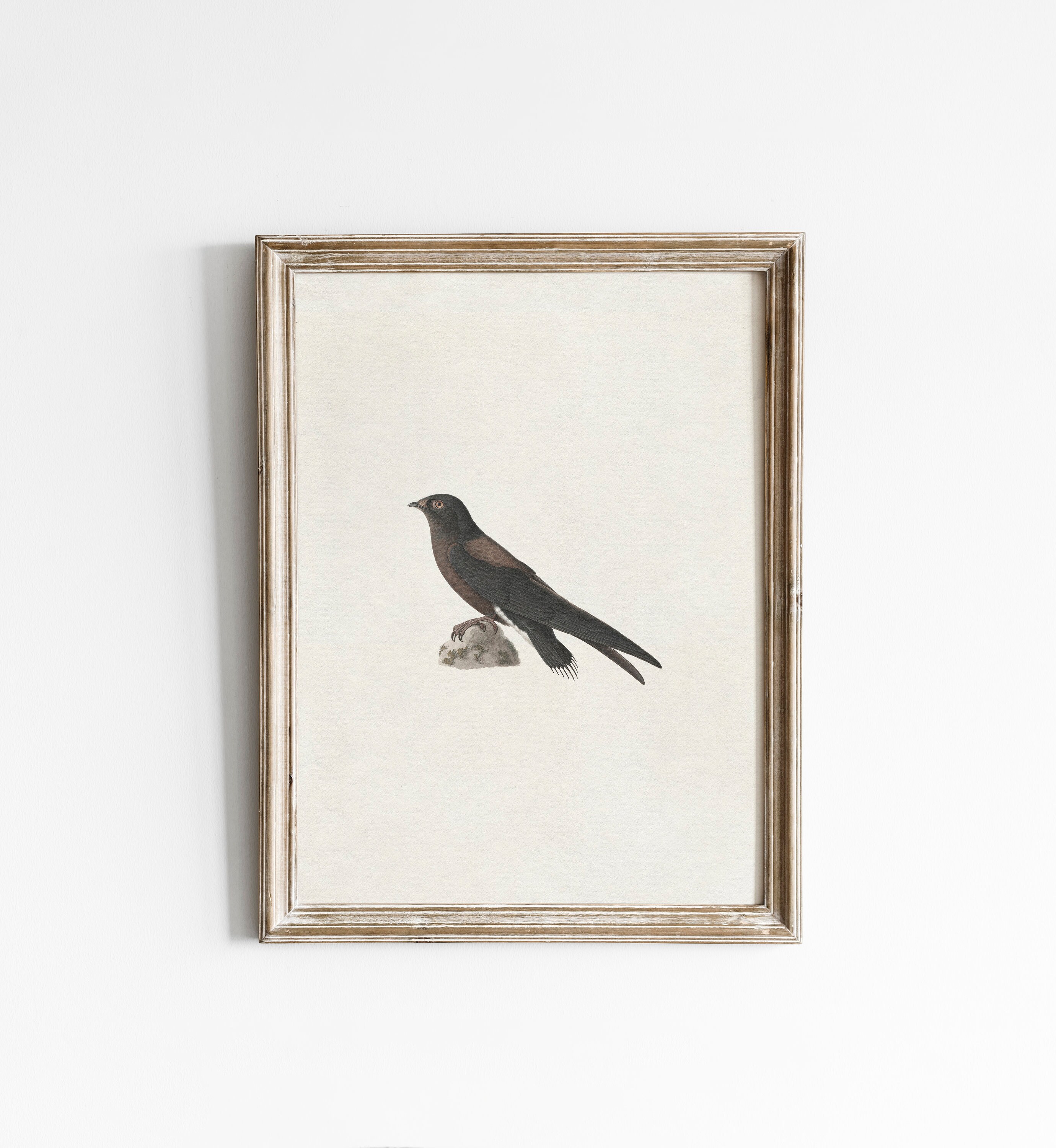 Antique Vintage Bird Drawing Bird Sketch Wall Art Bird Painting ...