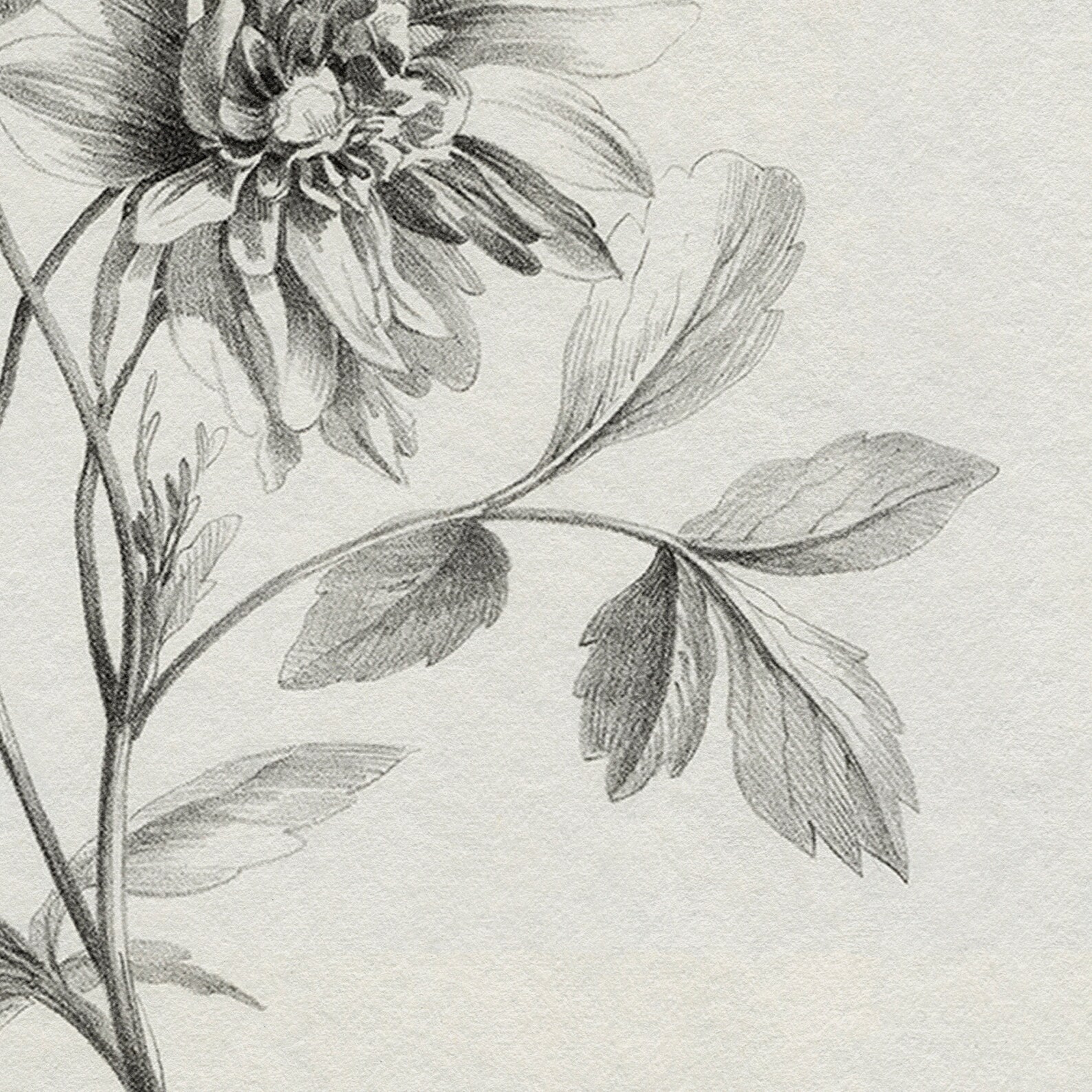 Vintage Botanical Sketch Art Vintage Floral Sketch Neutral - Etsy