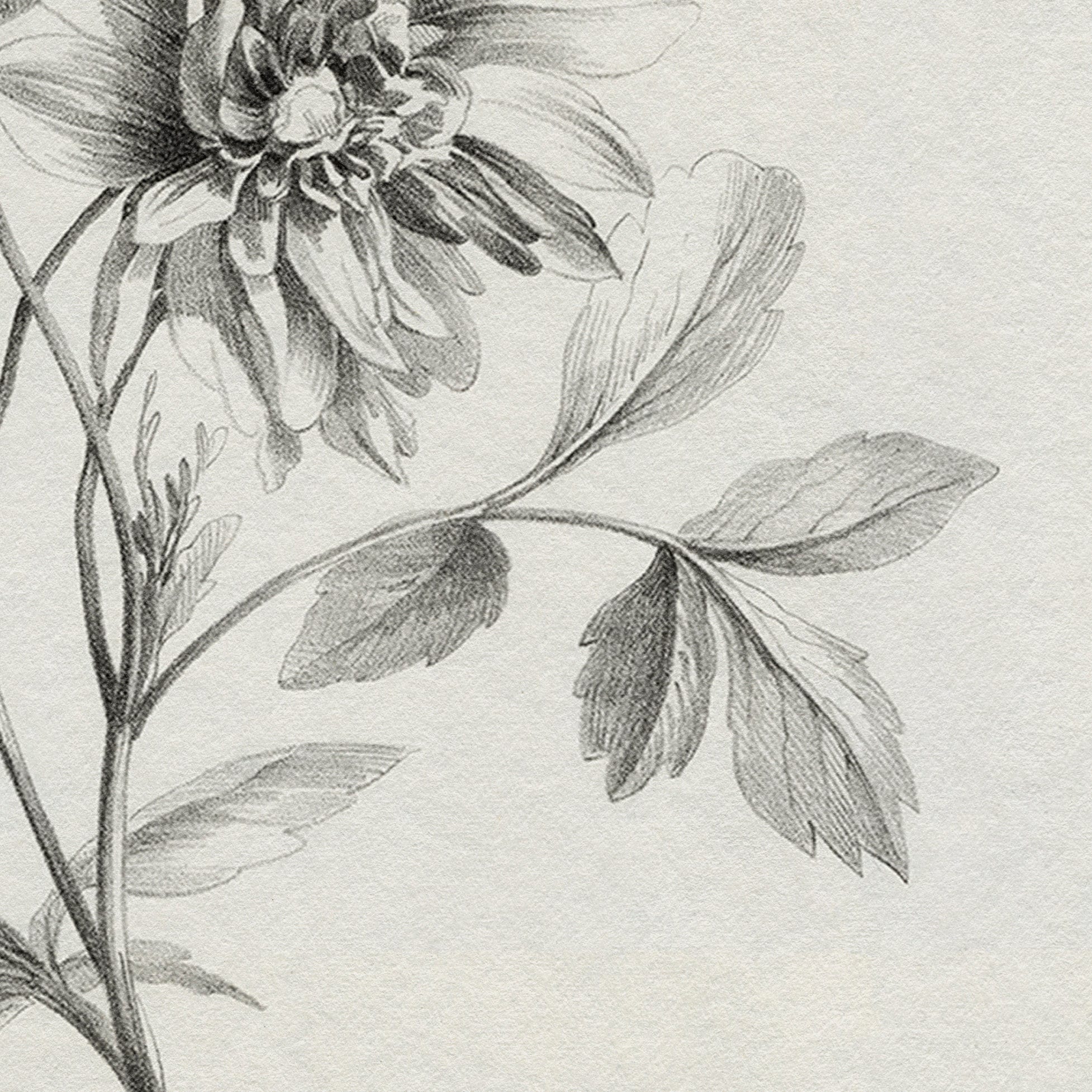 Vintage Botanical Sketch Art Vintage Floral Sketch Neutral - Etsy