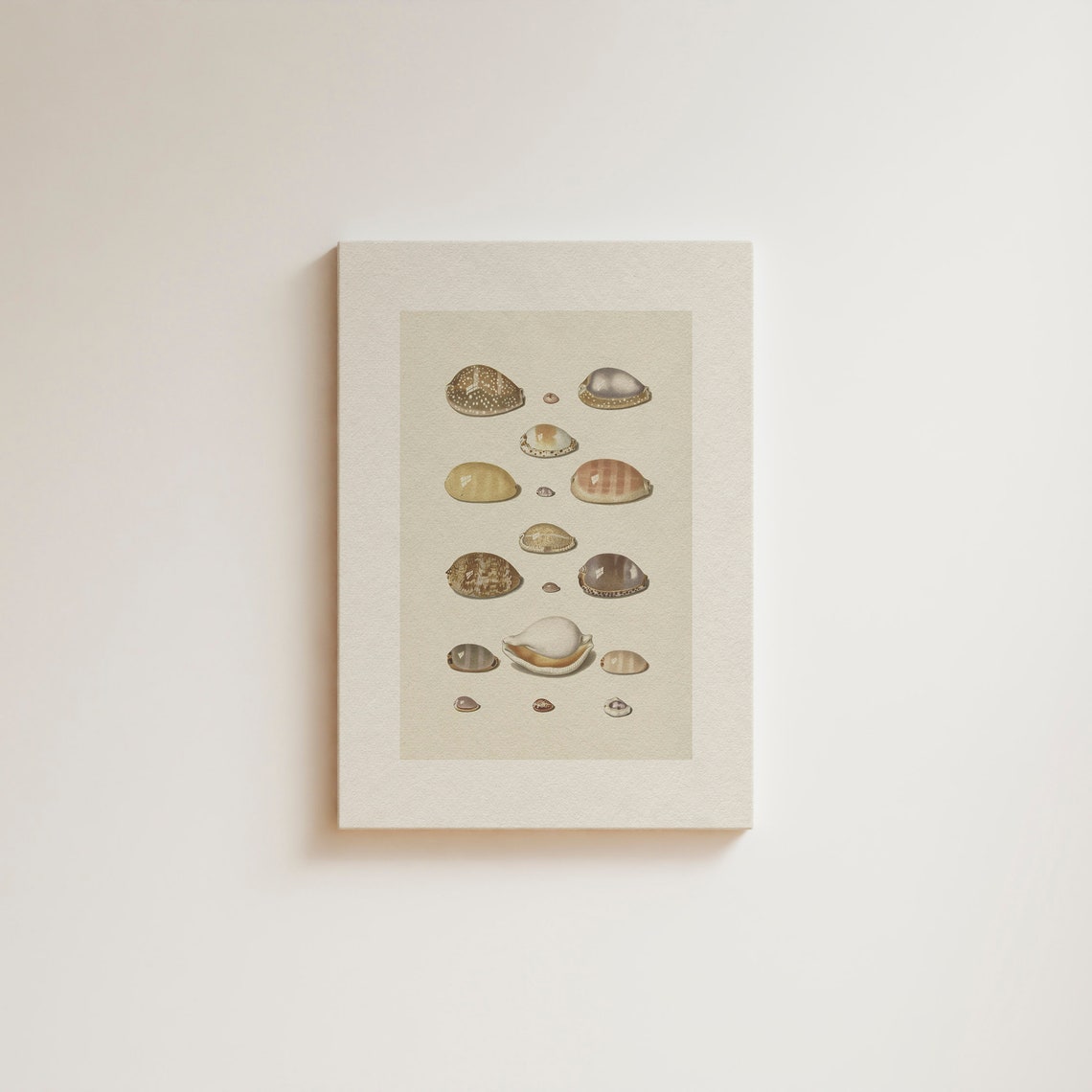 Vintage Seashell Art Coastal Beach Wall Art Beach House Art Neutral ...